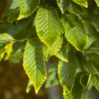 Herbicide Damage: Dichlobenil (Casoron) | Hortsense | Washington State ...