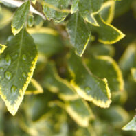 Herbicide Damage: Dichlobenil (Casoron) | Hortsense | Washington State ...