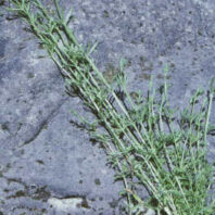Weeds: Catchweed bedstraw (Cleavers) – Galium aparine | Hortsense ...