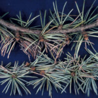 Common Insects and Mites: Eriophyid mites | Hortsense | Washington ...