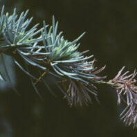 Common Diseases: Leaf spots and blights | Hortsense | Washington State ...