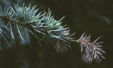 True Cedar (Cedrus): Needle blight | Hortsense | Washington State ...