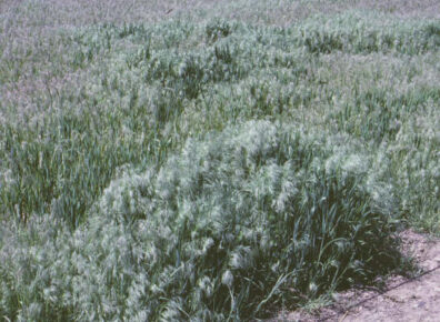 Weeds: Downy brome (Cheatgrass, Downy chess) – Bromus tectorum ...