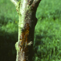 Plum, Prune (Fresh): Bacterial canker | Hortsense | Washington State ...