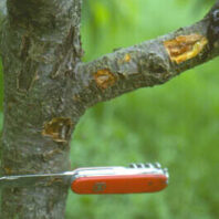 Plum, Prune (Fresh): Bacterial canker | Hortsense | Washington State ...