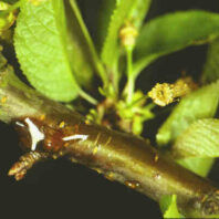 Cherry: Bacterial canker | Hortsense | Washington State University