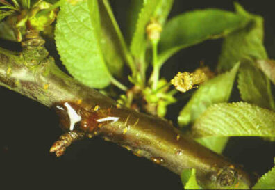 Cherry: Dead bud | Hortsense | Washington State University
