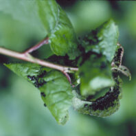 Cherry: Black cherry aphid | Hortsense | Washington State University