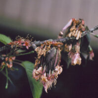 Plum, Prune (Fresh): Brown rot | Hortsense | Washington State University