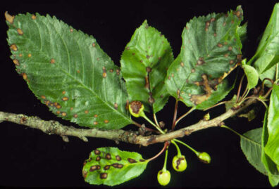 Plum, Prune (Fresh): Shothole (Coryneum blight) | Hortsense ...