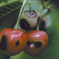 Cherry: Shothole (Coryneum blight) | Hortsense | Washington State ...