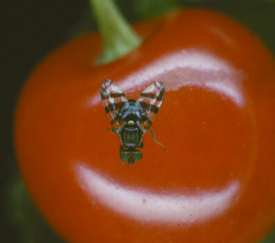 Cherry: Cherry fruit fly | Hortsense | Washington State University