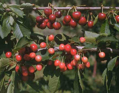 Cherry: Little cherry | Hortsense | Washington State University
