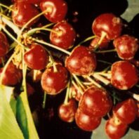 Cherry: Powdery mildew | Hortsense | Washington State University
