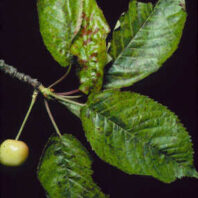 Ornamental Cherry: Virus diseases | Hortsense | Washington State University