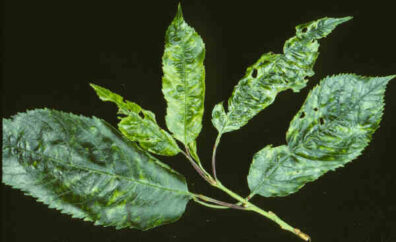 Ornamental Cherry: Virus diseases | Hortsense | Washington State University