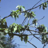 Ornamental Cherry: Virus diseases | Hortsense | Washington State University