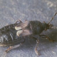 Lawn and Turf: Chinch bugs | Hortsense | Washington State University