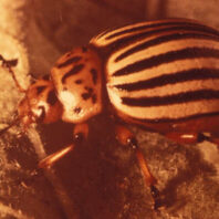 Potato: Colorado potato beetle | Hortsense | Washington State University