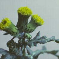 Weeds: Groundsel, common – Senecio vulgaris | Hortsense | Washington ...
