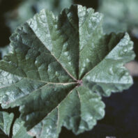 Weeds: Mallow, common (Cheeseweed, Buttonweed) – Malva neglecta ...