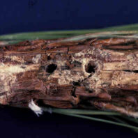 Hemlock: Coneworms | Hortsense | Washington State University