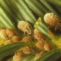 Common Insects and Mites: Conifer aphids | Hortsense | Washington State ...
