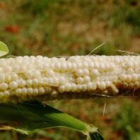 Corn: Brown marmorated stink bug | Hortsense | Washington State University