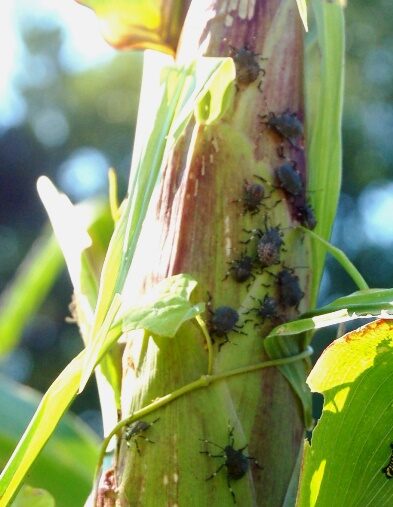 Corn: Brown marmorated stink bug | Hortsense | Washington State University
