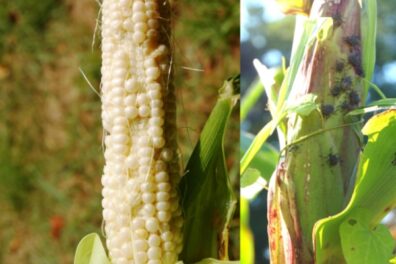 Corn: Brown marmorated stink bug | Hortsense | Washington State University