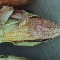 Corn: Root, stalk, and ear rots | Hortsense | Washington State University