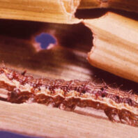 Corn: Corn earworm | Hortsense | Washington State University