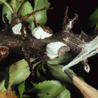 Maple: Cottony maple scale | Hortsense | Washington State University