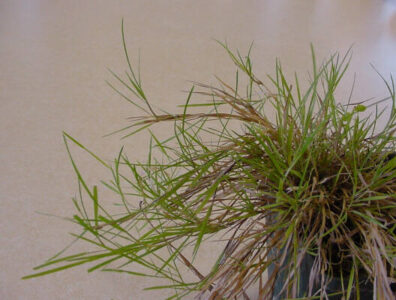 Weeds: Bentgrass, creeping – Agrostis stolonifera | Hortsense ...