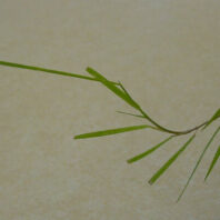 Weeds: Bentgrass, creeping – Agrostis stolonifera | Hortsense ...