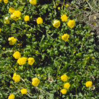 Weeds: Buttercup, creeping – Ranunculus repens | Hortsense | Washington ...