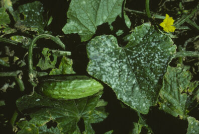 Cantaloupe, Melons: Powdery mildew | Hortsense | Washington State ...