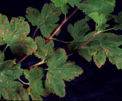 Currant, Gooseberry: Anthracnose (Leaf spot) | Hortsense | Washington ...