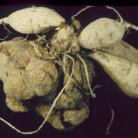 Common Diseases: Galls | Hortsense | Washington State University