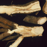 Common Diseases: Verticillium wilt | Hortsense | Washington State ...