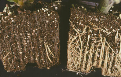Common Diseases: Dead roots | Hortsense | Washington State University