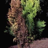 Common Cultural: Desiccating wind | Hortsense | Washington State University