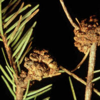 Common Diseases: Galls | Hortsense | Washington State University