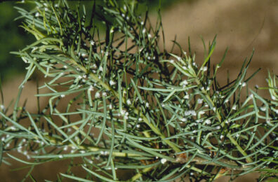 Douglas Fir: Cooley spruce gall adelgid | Hortsense | Washington State ...