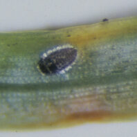 Douglas Fir: Cooley spruce gall adelgid | Hortsense | Washington State ...