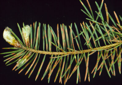Douglas Fir: Rhabdocline needle cast | Hortsense | Washington State ...