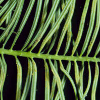 Douglas Fir: Rust | Hortsense | Washington State University