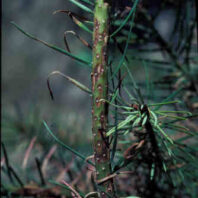 Douglas Fir: Rust | Hortsense | Washington State University