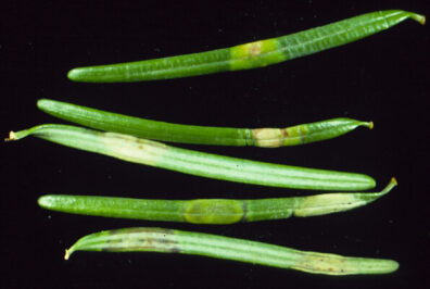 Douglas Fir: Douglas fir needle midge | Hortsense | Washington State ...