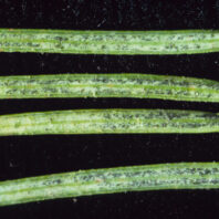 Douglas Fir: Swiss needle cast | Hortsense | Washington State University